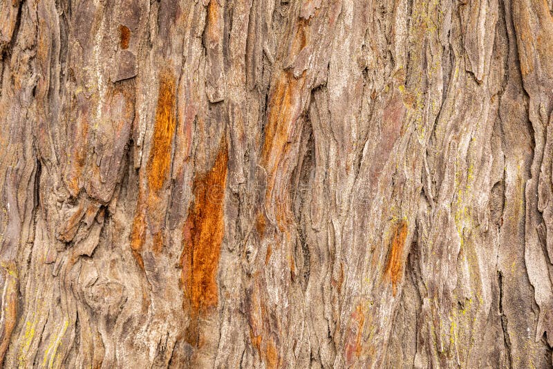 Background of Rough Texture of Old Tree Bark with Scratch Stock Photo ...