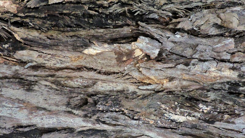 Background, Rough Wood Texture, Tree Trunk, Shades of Brown, Rough Wood ...