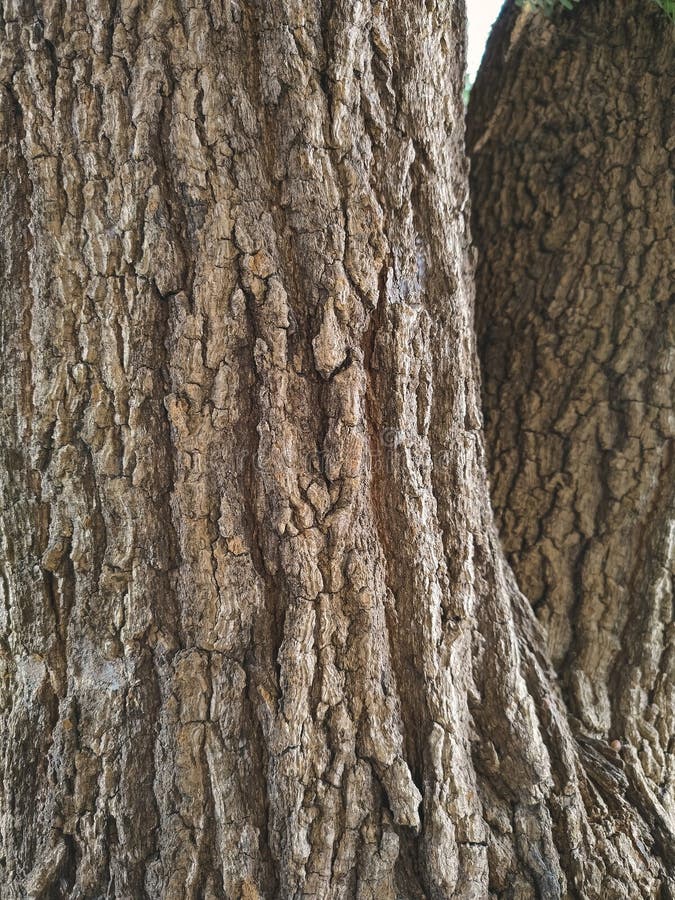 Background of Roughness Bark Texture of the Old Big Tree Trunk in ...