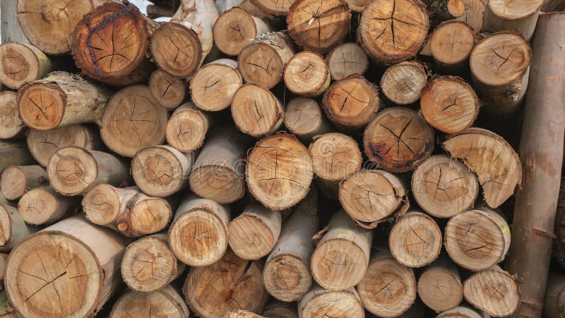 Round Dry Wood Logs Cut and Stacked with Daylight Stock Photo - Image ...