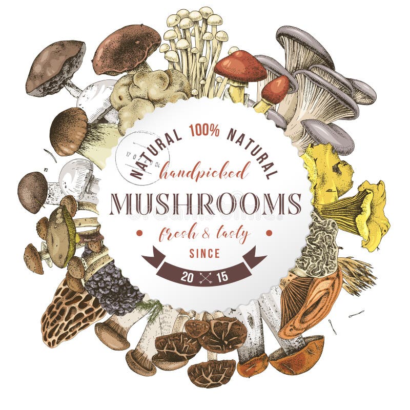 Edible mushrooms stock vector. Illustration of nature - 24395325