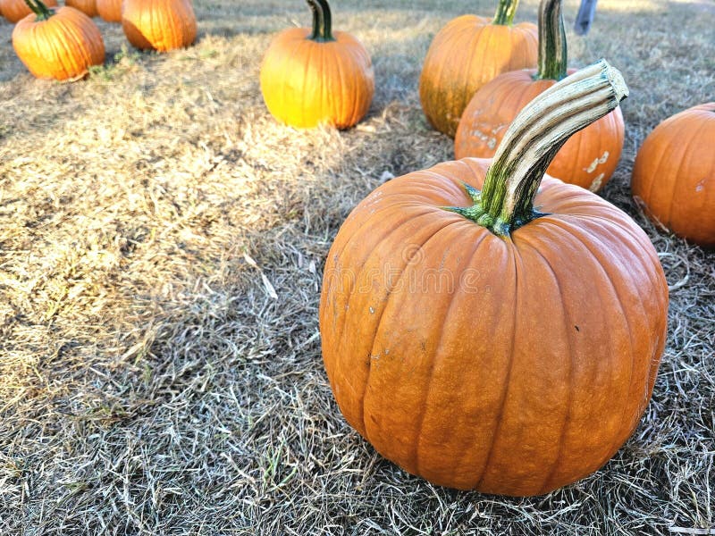 Background of a Row of Orange Pumpkins at the Pumpkin Patch Stock Image ...
