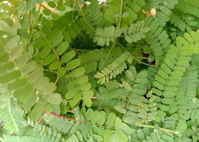 Background of Saga Medicinal Plant Leaves Stock Photo - Image of close ...