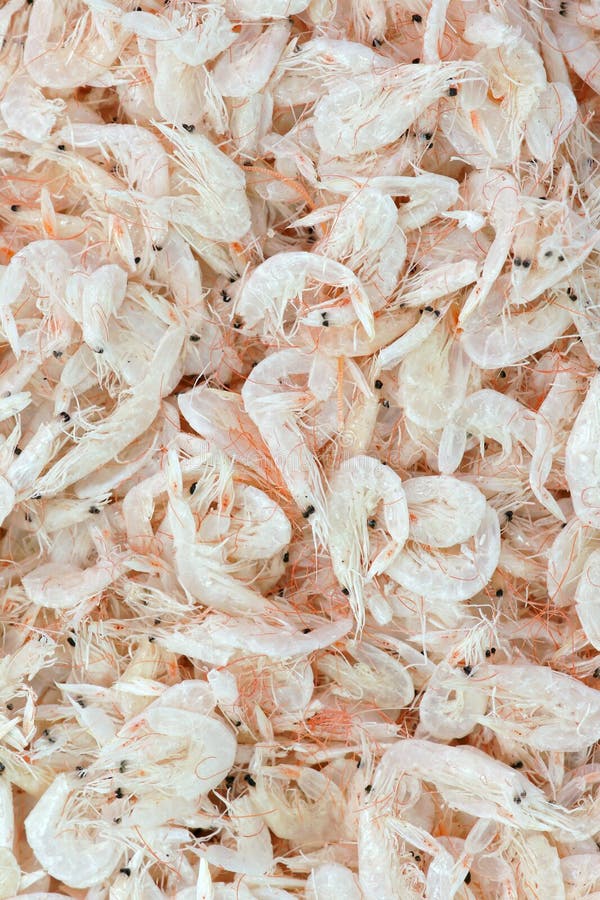 Dried shrimps stock photo. Image of healthy, orange, market - 18822428