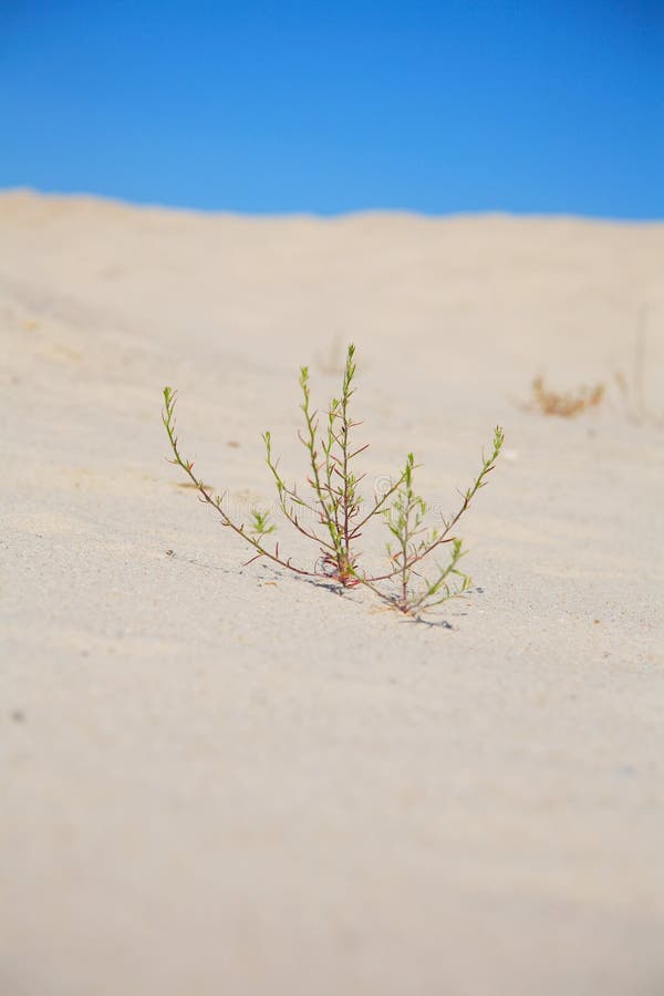 Background from sand. stock photo. Image of sand, plant - 15787528