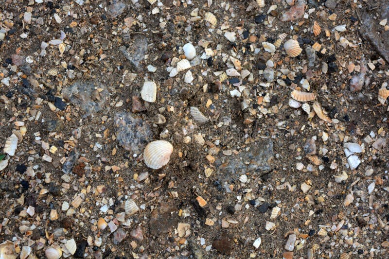 Earth, Sandy Soil with Small Shells of Different Sizes, Gray and Black ...
