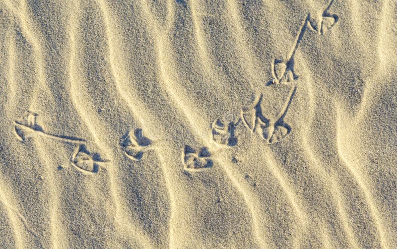 Footprints on Beach sand stock photo. Image of environment - 9687836