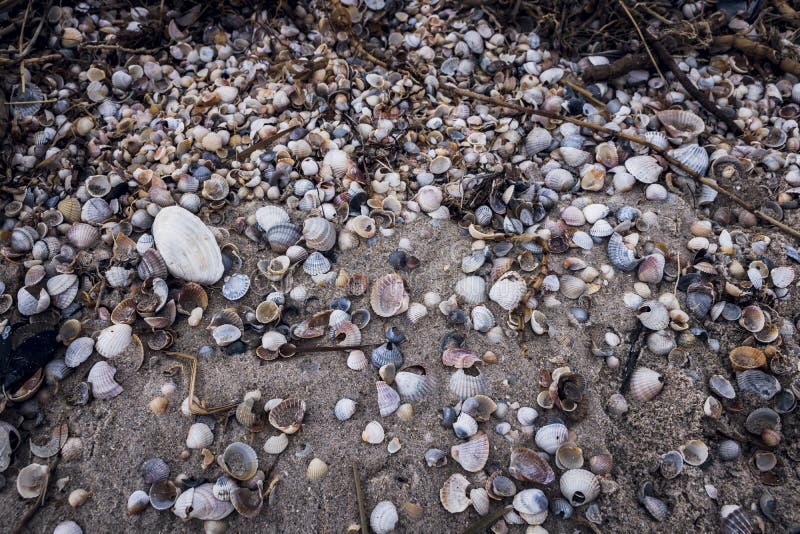Background with Sand and Sea Shells. Sandy Surface Stock Photo - Image ...