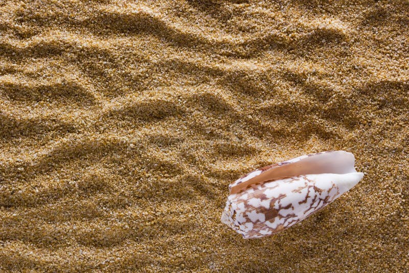 Background of Sand with Shell Stock Photo - Image of travel, nature ...