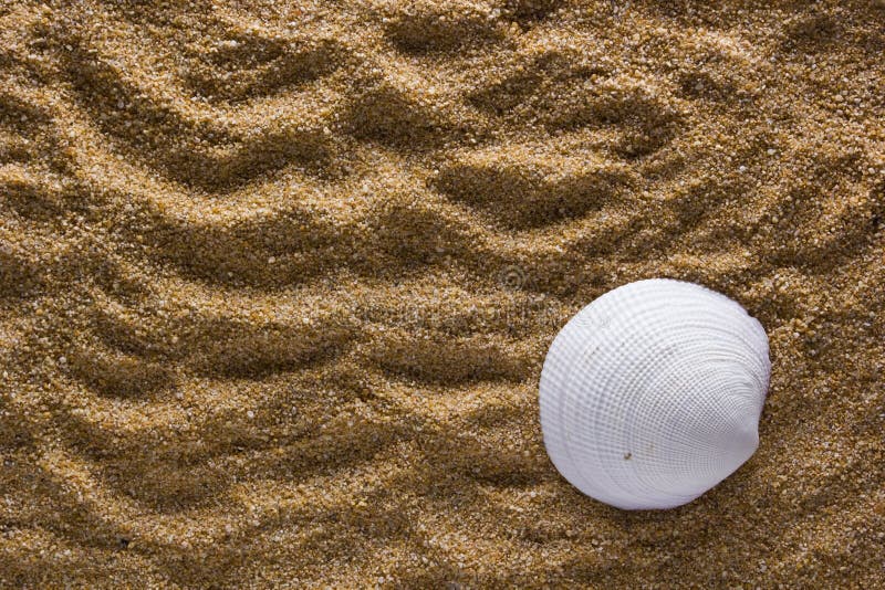Background of Sand with Shell Stock Image - Image of shell, tropical ...