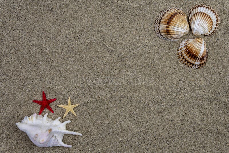 Wet Sand with Shells and Rocks at Beach or Coast Stock Image - Image of ...