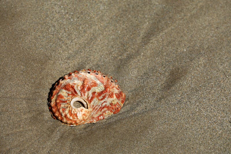 Background Sandy Beach Sand Grain with a Shell Stock Image - Image of ...