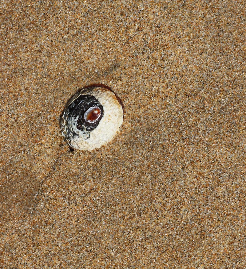 Background Sandy Beach Sand Grain with Shells Stock Photo - Image of ...