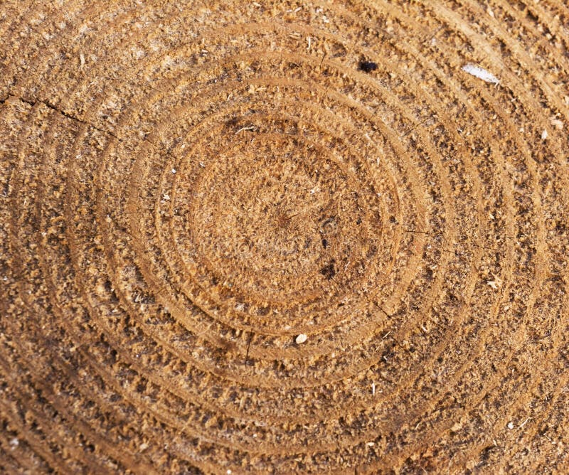 Background with Sawn Tree Trunk. the Texture of the Annual Rings Stock ...