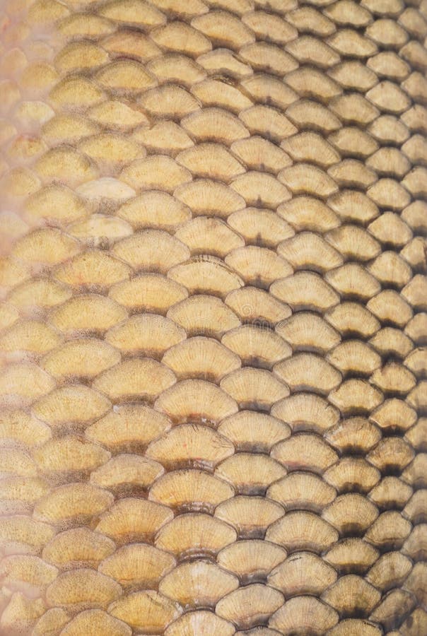 Scales of carp. stock image. Image of shiny, scales - 116008687