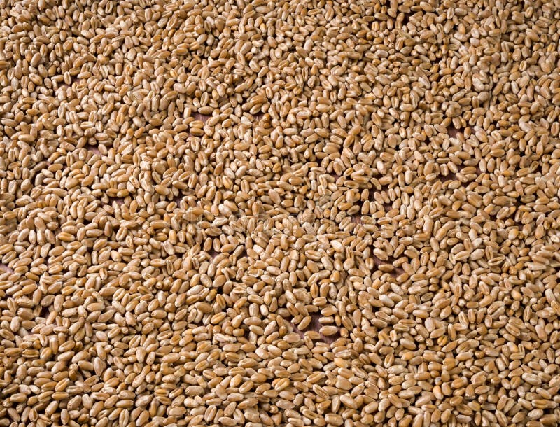 Background of Scattered Wheat Grains Stock Image - Image of grain ...