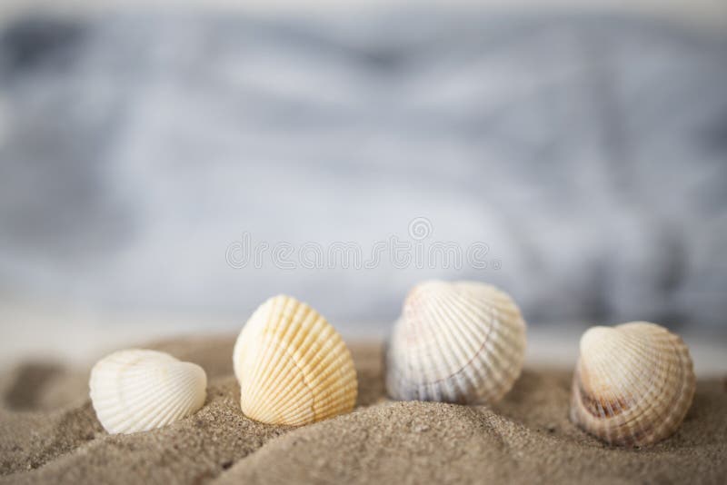 Background Sea Sand Grains, Fine Beach Sand and Shells. Stock Image ...