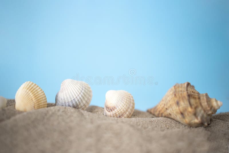 Background Sea Sand Grains, Fine Beach Sand and Shells. Stock Photo ...