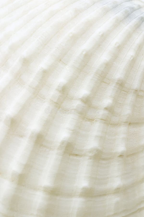 Background of Sea Shell Surface Texture Stock Image - Image of spiral ...