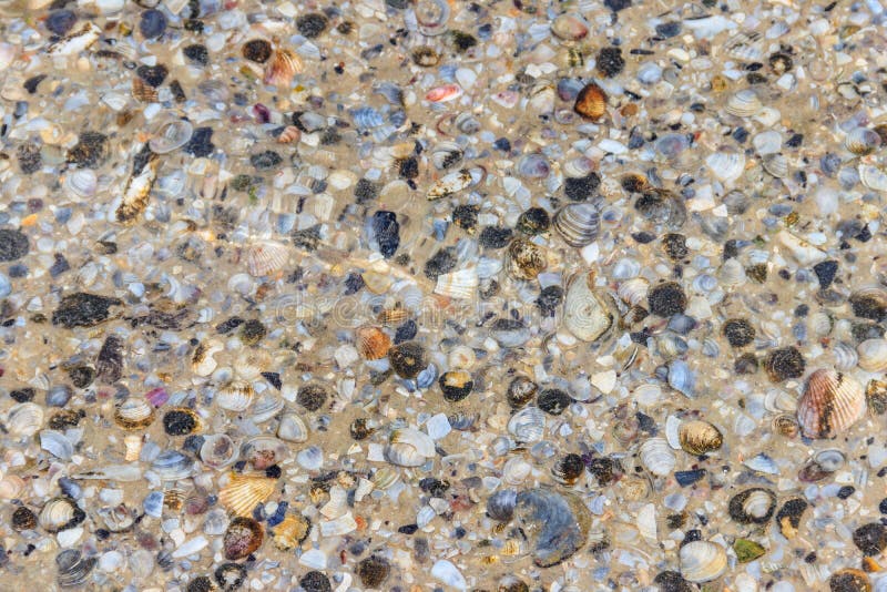 Background of sea shells stock image. Image of abstract - 218973221