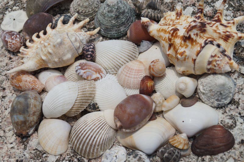 Background of Sea Shells Close-up. Stock Photo - Image of summer ...