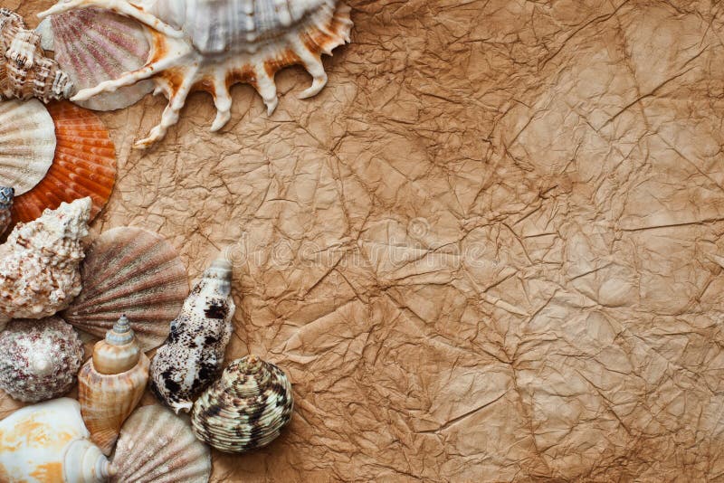 Background with sea shells stock image. Image of conch - 39915275