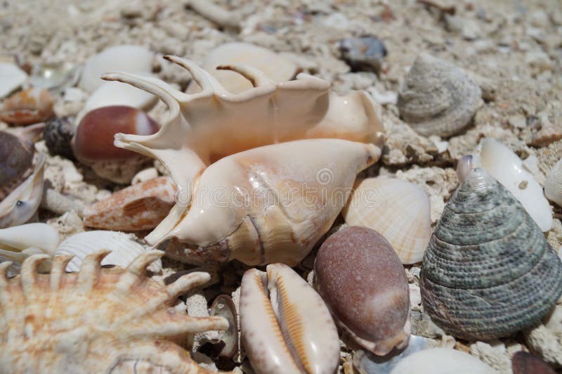 Background of Sea Shells on the Sand. Stock Photo - Image of ocean ...
