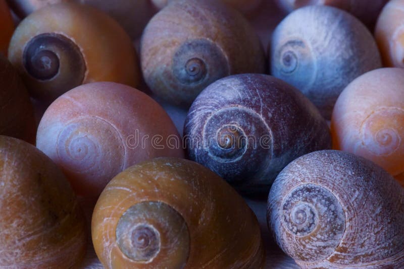 Background with Sea Shells, Sea Snails Stock Photo - Image of pattern ...