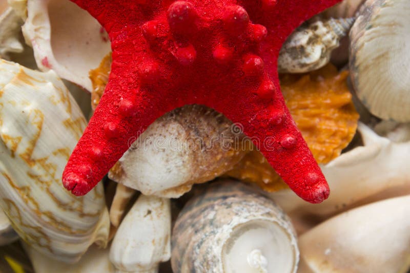 Background of Sea Shells with a Starfish. There are Many Different ...