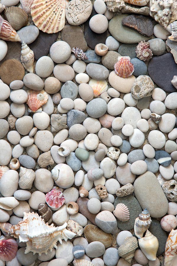 Background of Sea Shells and Stones Stock Photo - Image of edible ...
