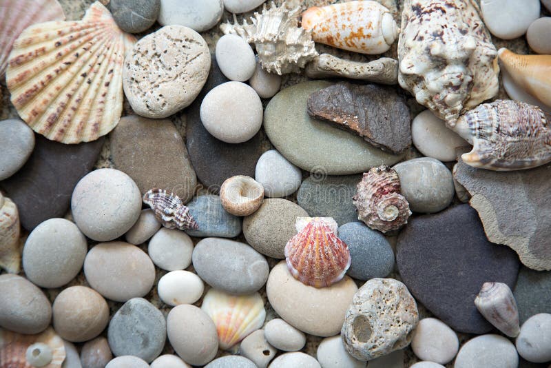 Background of Sea Shells and Stones Stock Image - Image of cockle ...