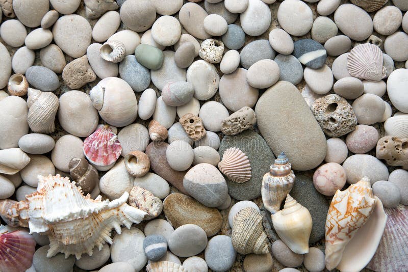 Background of Sea Shells and Stones Stock Image - Image of shell ...