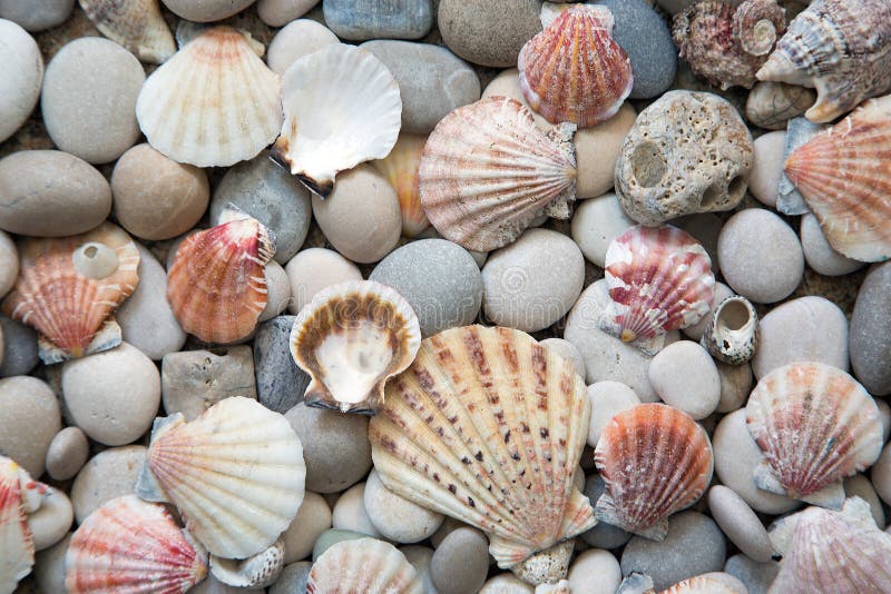 Background of Sea Shells and Stones Stock Photo - Image of beautiful ...