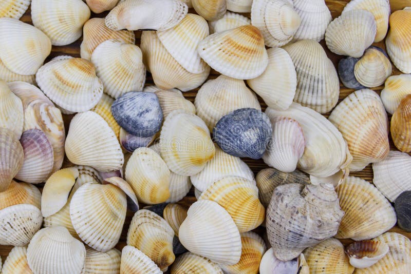 Background of Sea Shells. Summer Vacation Concept Stock Photo - Image ...