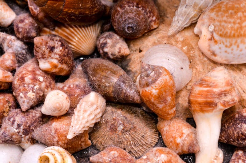 Background of sea shells stock photo. Image of nature - 108145122