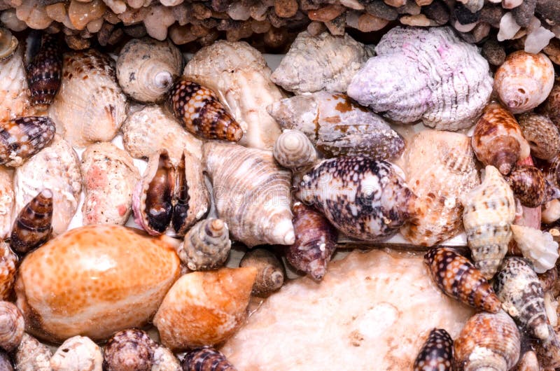Lot of round Shells stock photo. Image of marine, isolated - 82512238