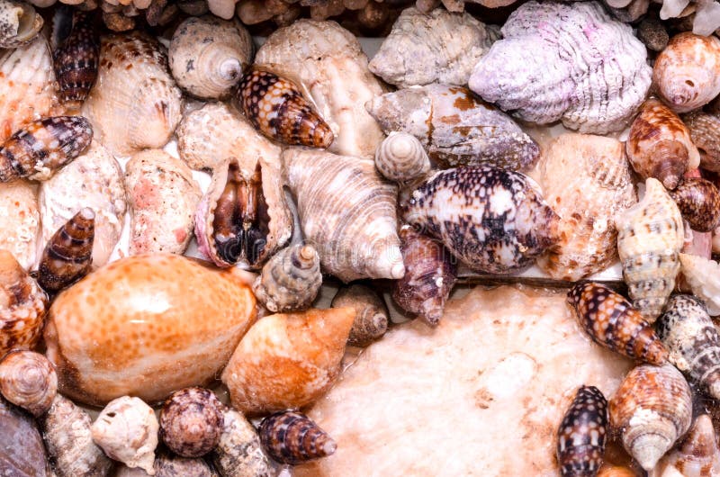 Background of sea shells stock image. Image of design - 127169917