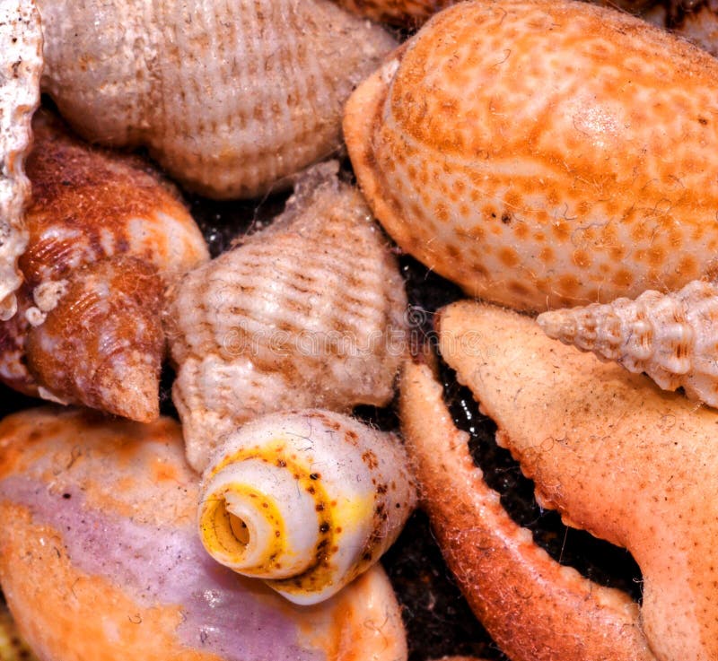 Background of sea shells stock image. Image of macro - 140533827