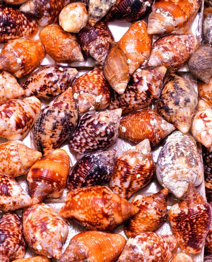 Background of sea shells stock image. Image of brown - 140533945