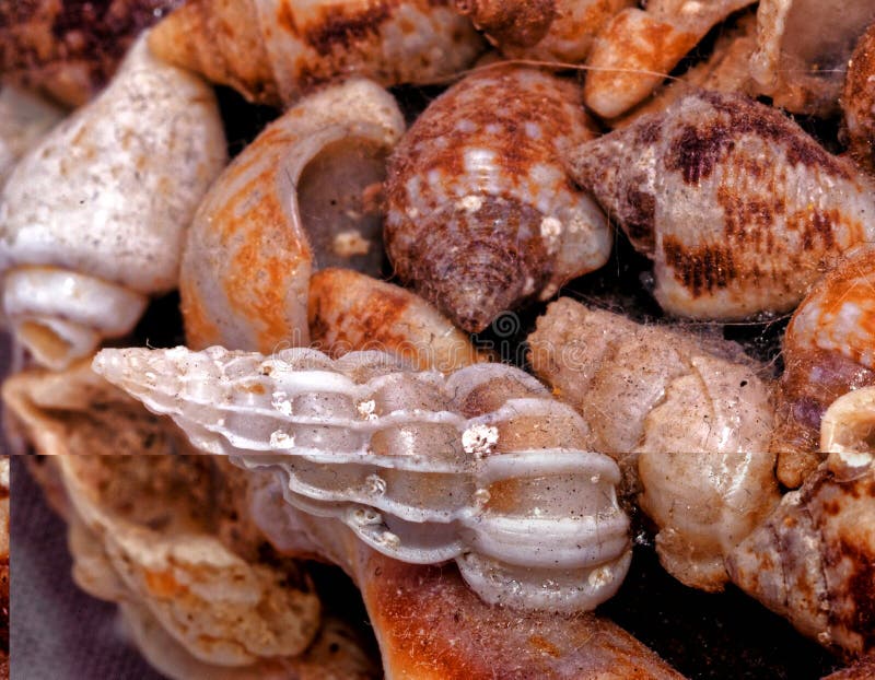 Background of sea shells stock image. Image of tropical - 141478687
