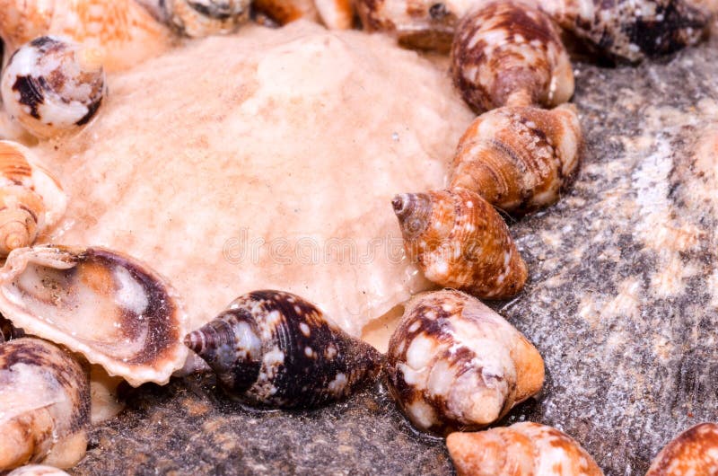 Background of sea shells stock image. Image of marine - 143213515