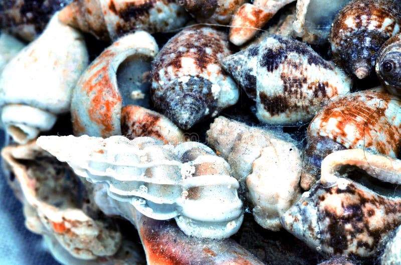 Lot of round Shells stock photo. Image of marine, isolated - 82512238