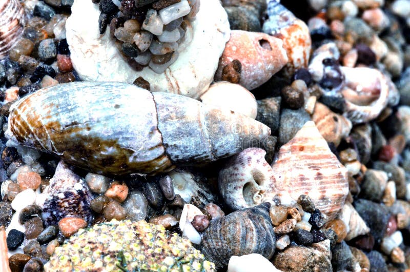 Background of sea shells stock photo. Image of texture - 154650518
