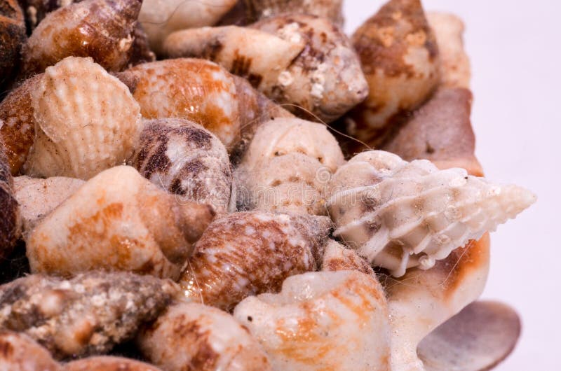 Background of sea shells stock photo. Image of ocean - 188060534