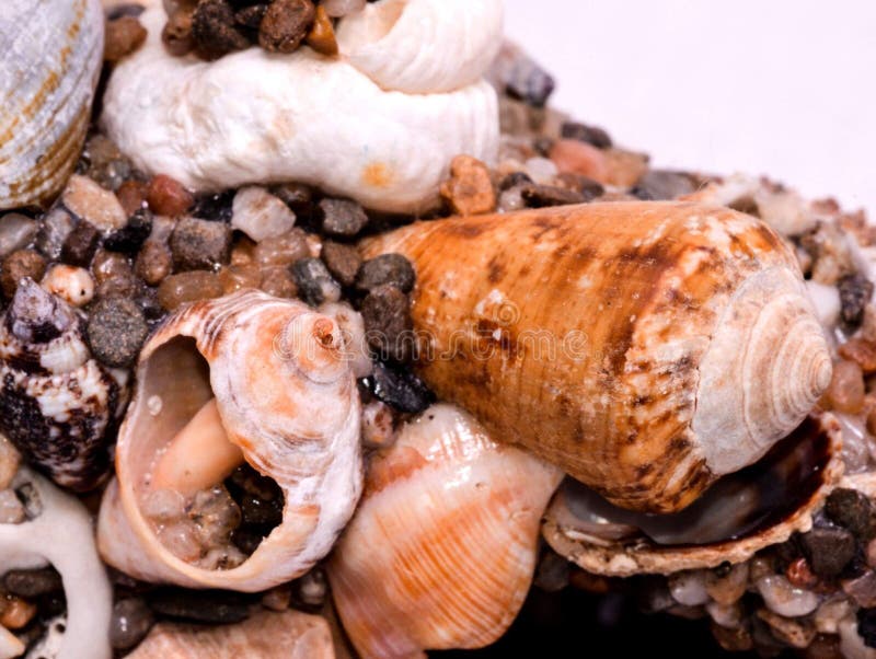 Background of sea shells stock photo. Image of biology - 246057634