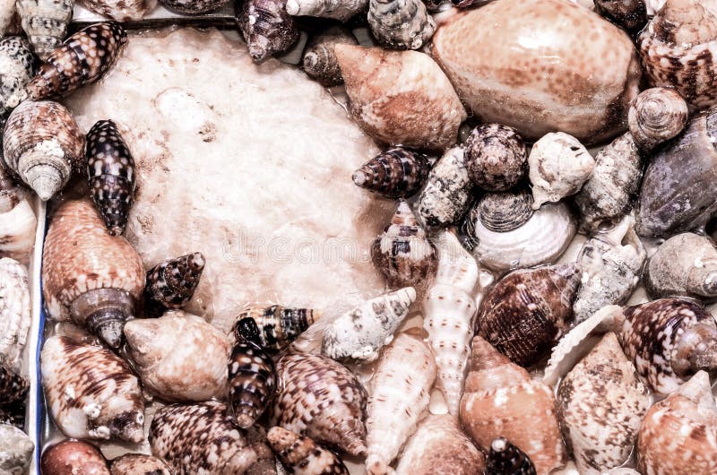 Background of sea shells stock photo. Image of pattern - 304584208