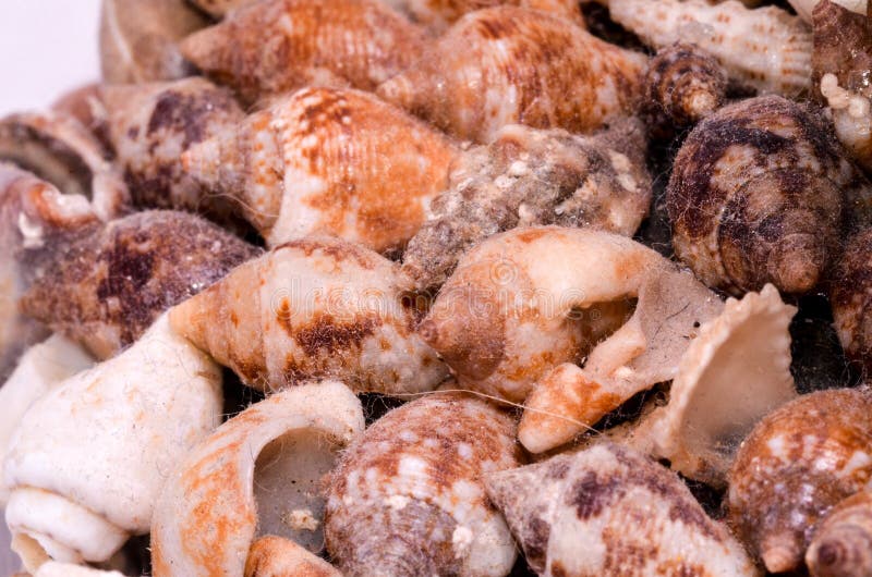 Background of sea shells stock image. Image of colour - 43696499