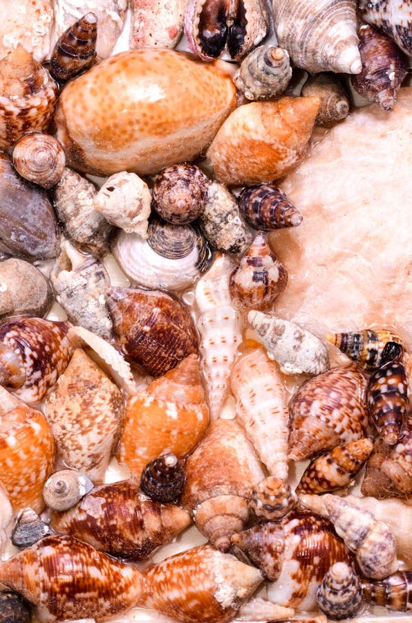 Background of sea shells stock image. Image of beauty - 43850821