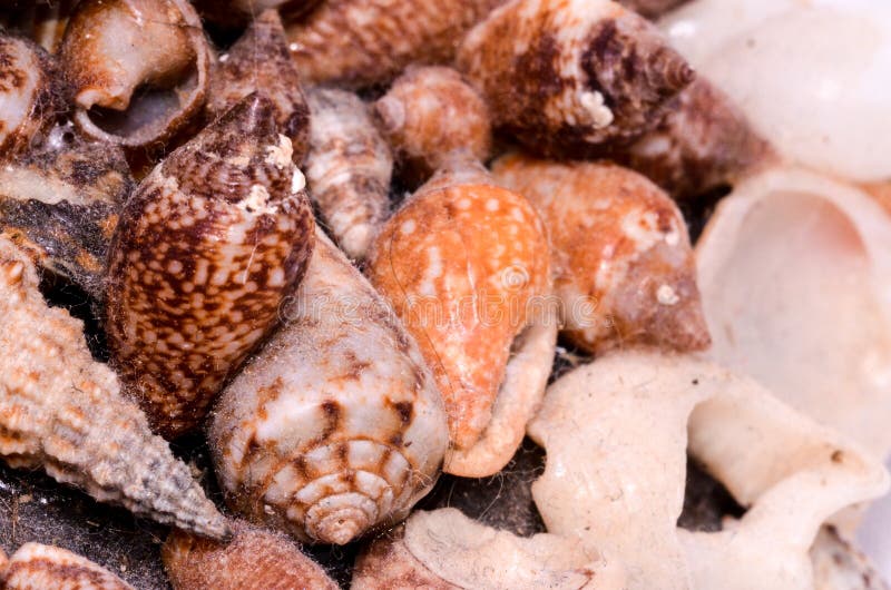 Background of sea shells stock image. Image of brown - 48094289