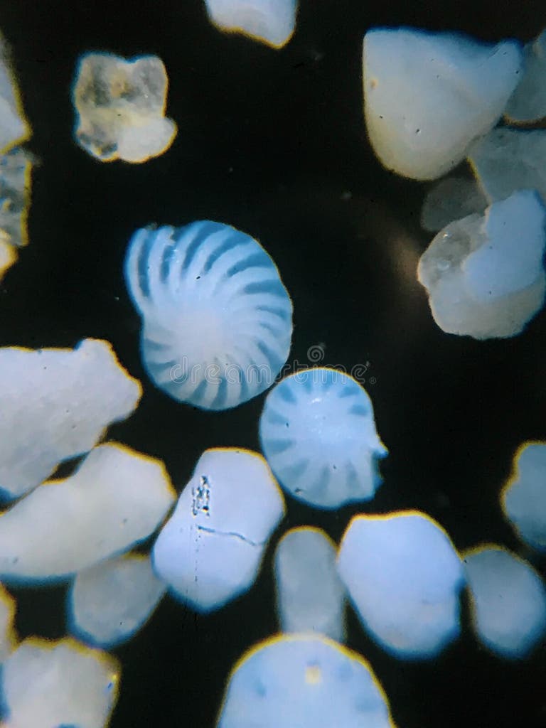 180 Sand Microscope Background Stock Photos - Free & Royalty-Free Stock ...